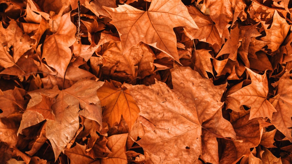 Make a Unique Fall Tree with Your Own Hands and a Bit of Creativity ...